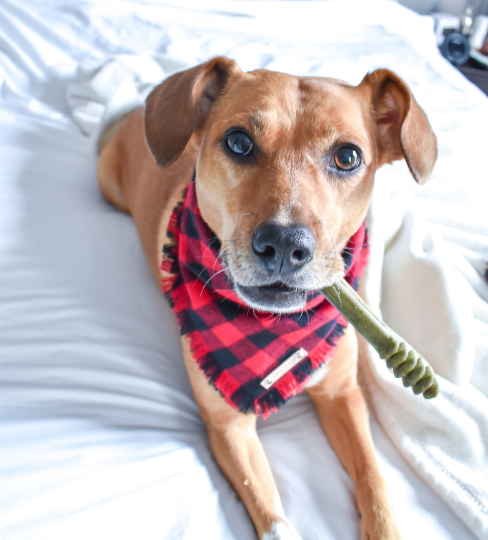 THE AARON - Dog Flannel Fray Bandana – ZoZo's Paw